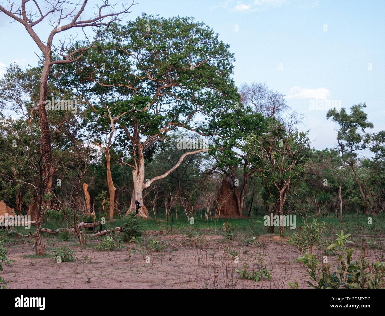 Koba tree hi-res stock photography and images - Alamy