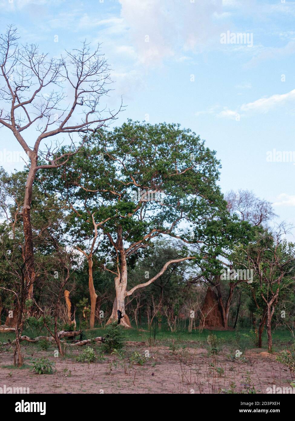 Koba tree hi-res stock photography and images - Alamy