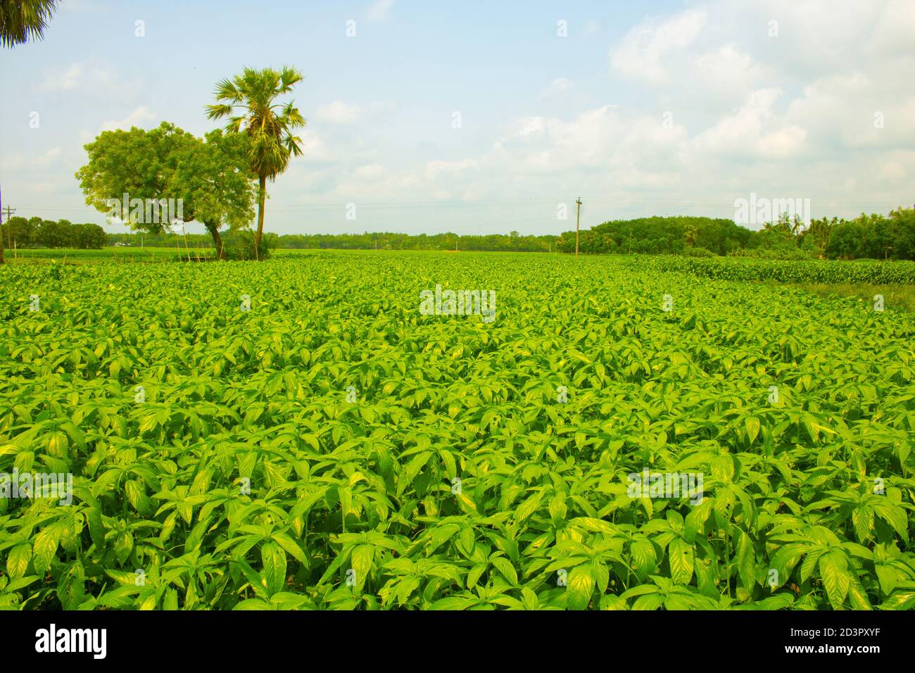 Jute plant hi-res stock photography and images - Alamy