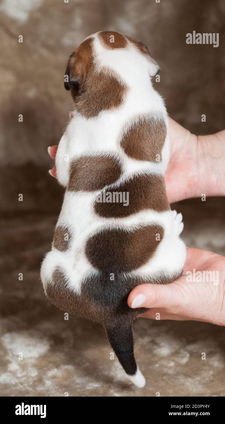 Small American Bulldog puppy back view on hands Stock Photo - Alamy