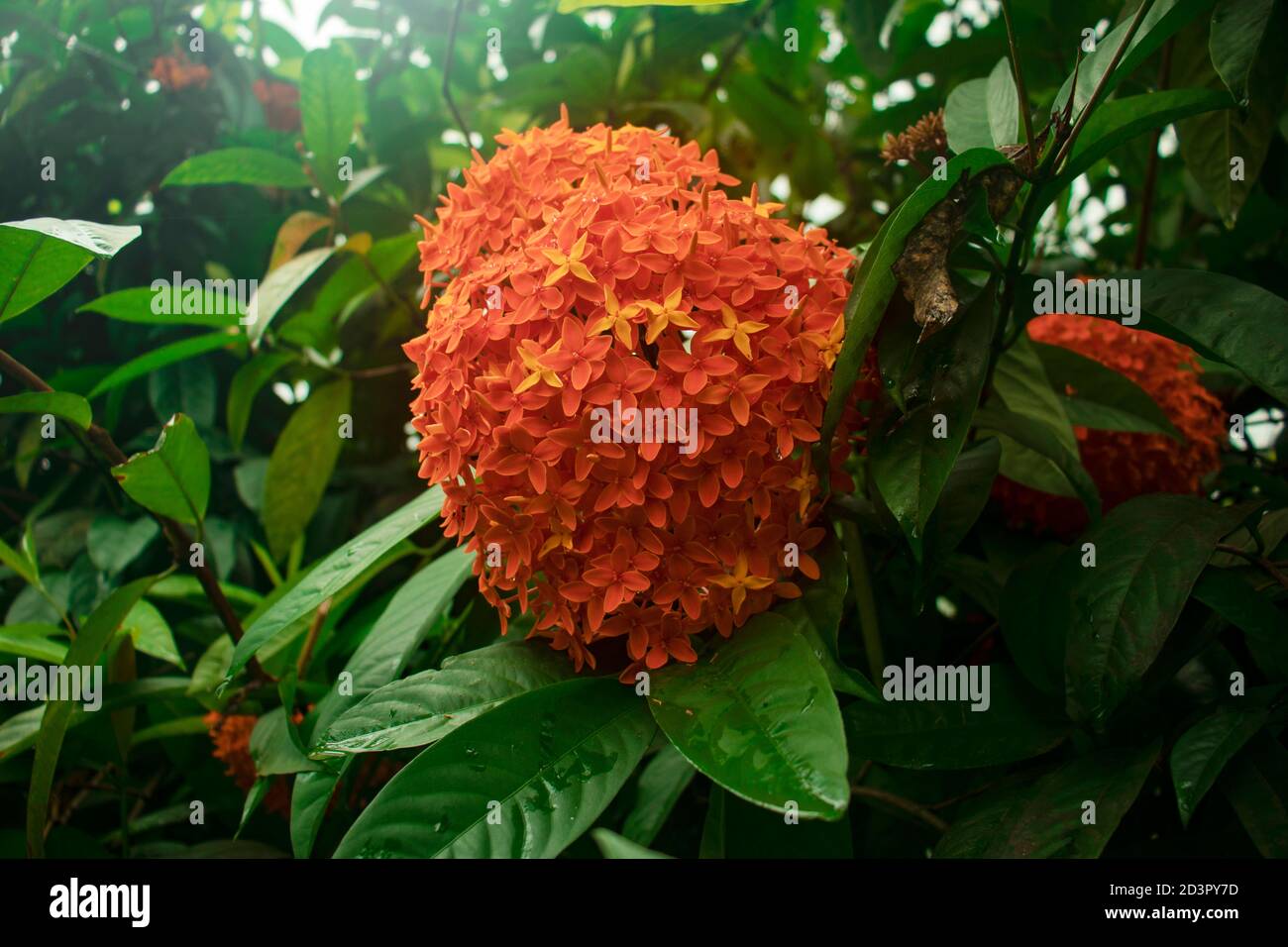 Rangoon Flower or Ixora or Jungle geranium Plant In the Garden Stock ...