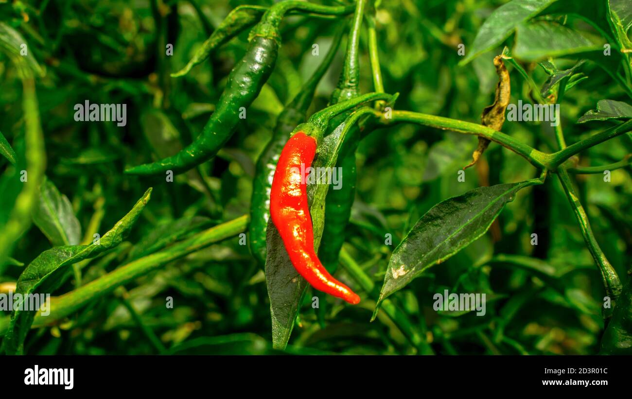 Red chili pepper into the big field Stock Photo - Alamy