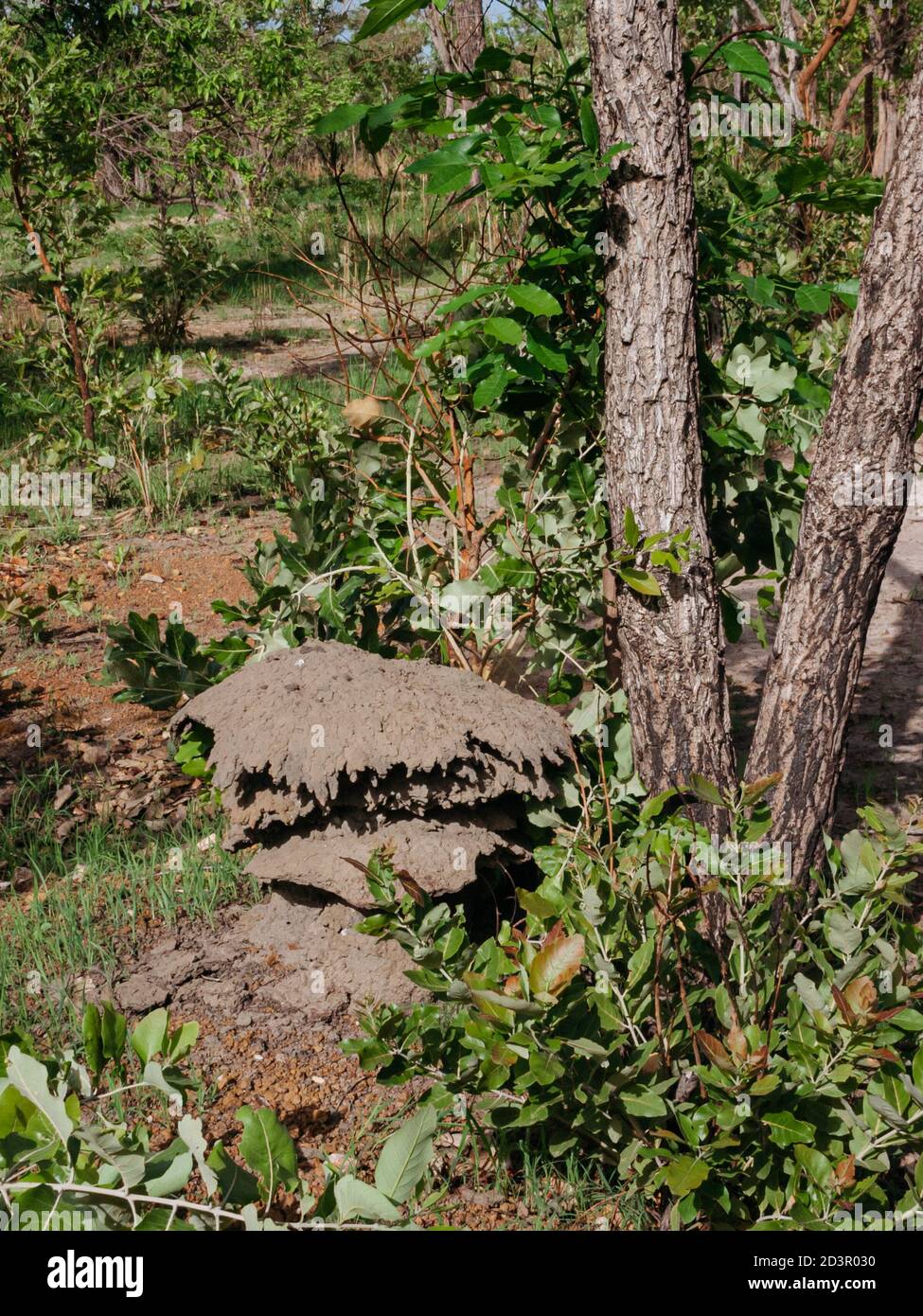 Termite colonies hi-res stock photography and images - Alamy