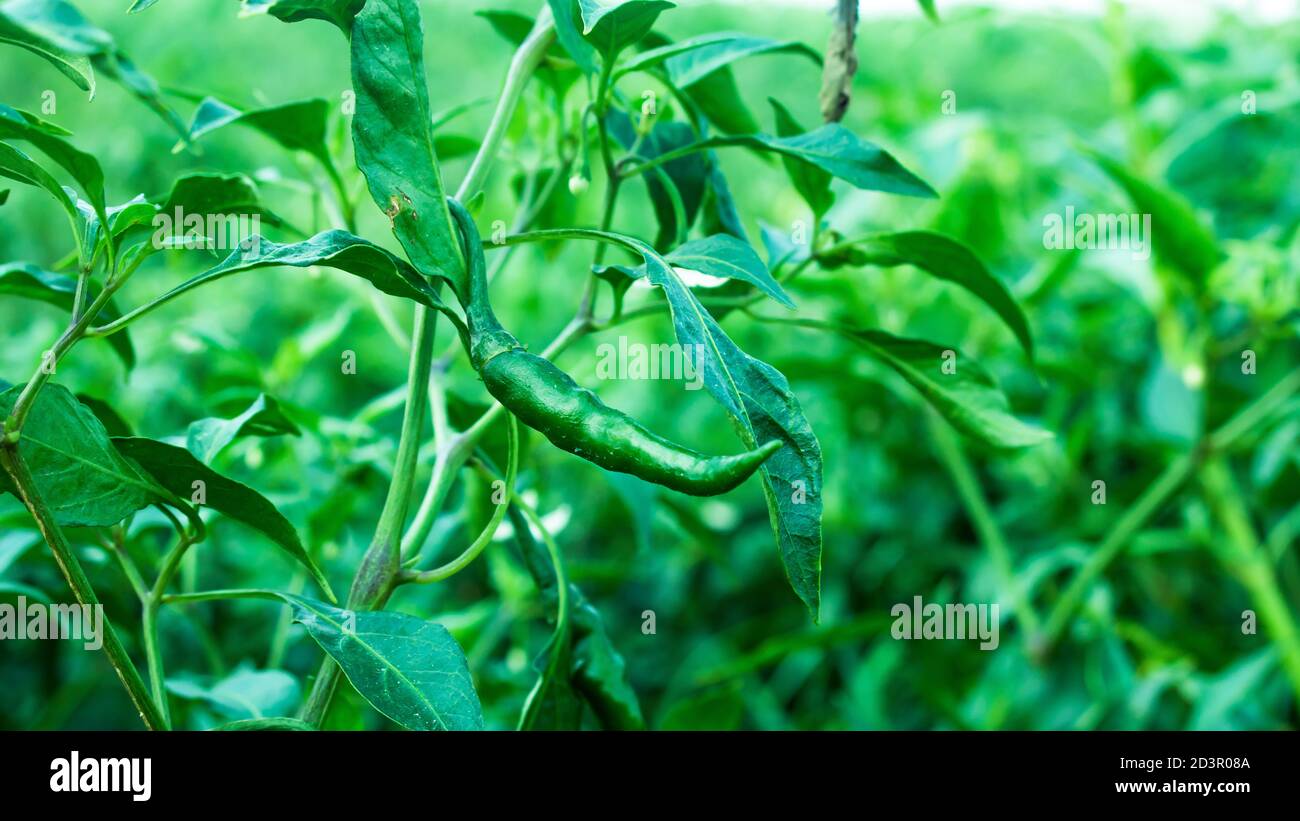Green chili pepper into the big field Stock Photo - Alamy