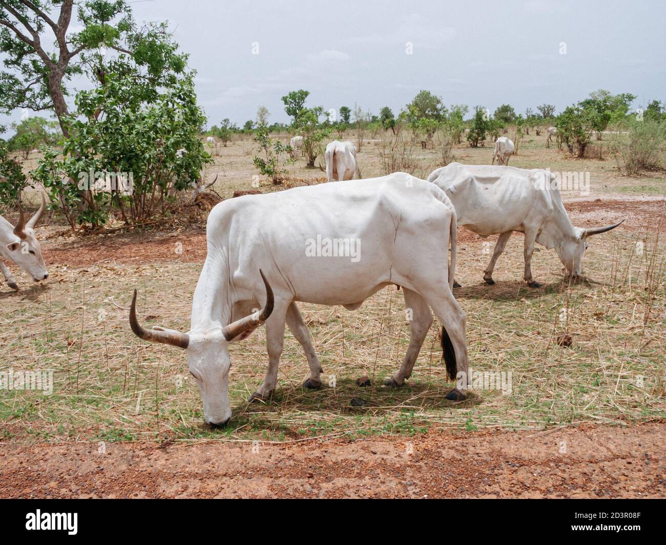 Fulani cattle hi-res stock photography and images - Alamy