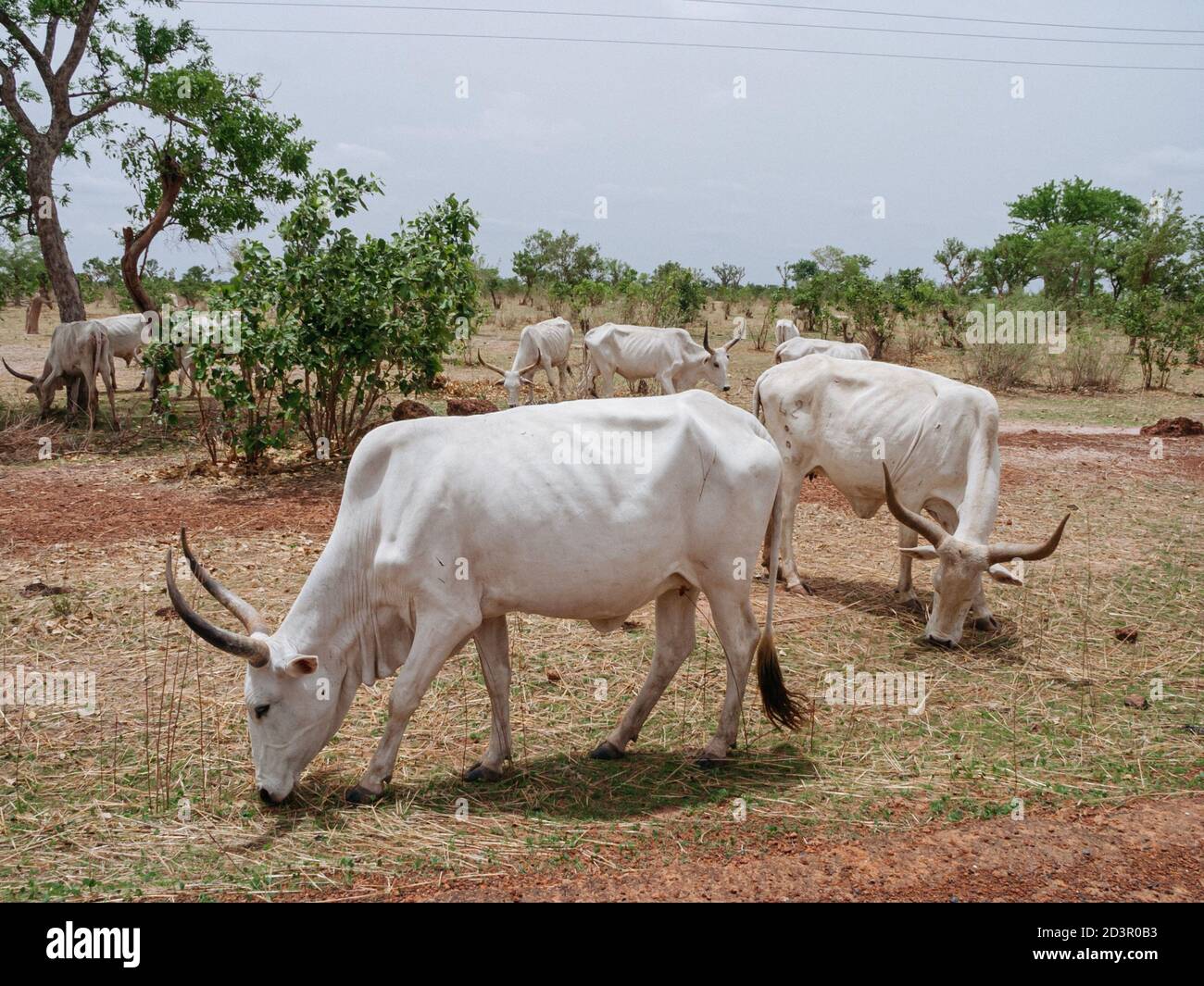 Fulani cattle hi-res stock photography and images - Alamy