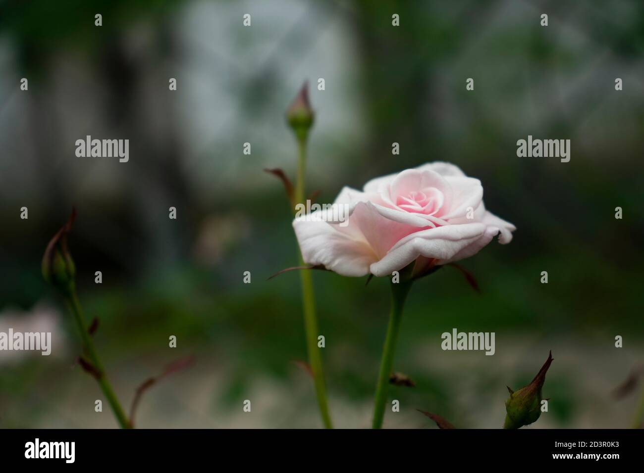 The elegant single white rose and the flower queen Stock Photo - Alamy