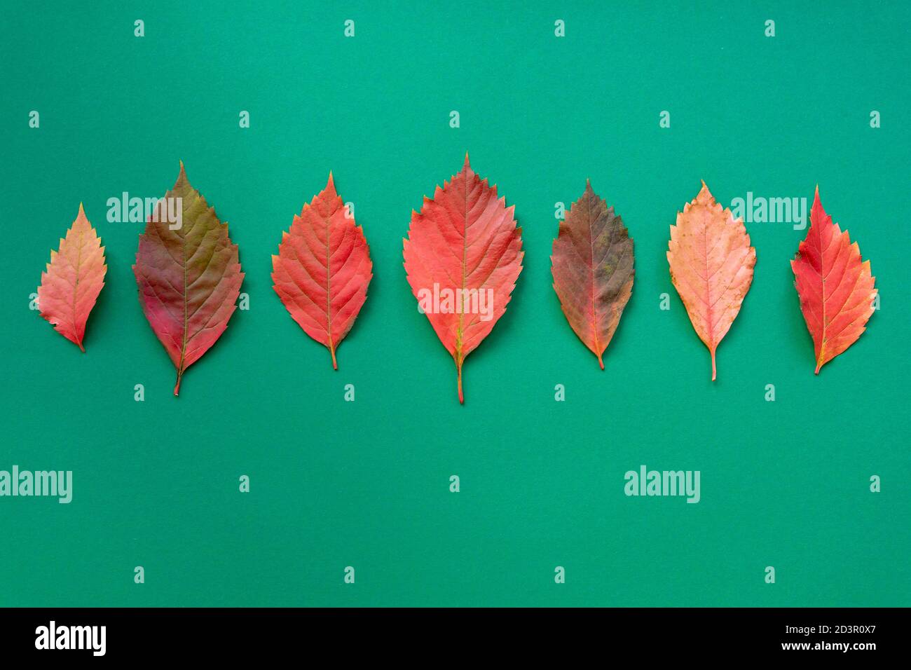 Colorful autumn leaves on green background, top view. Flat lay, copy ...