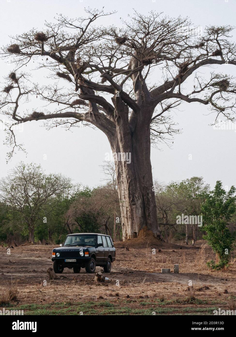 96 Range Rover parked under a big baobab tree Stock Photo - Alamy