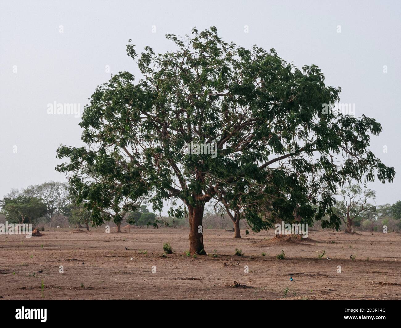 big baobab tree Stock Photo - Alamy