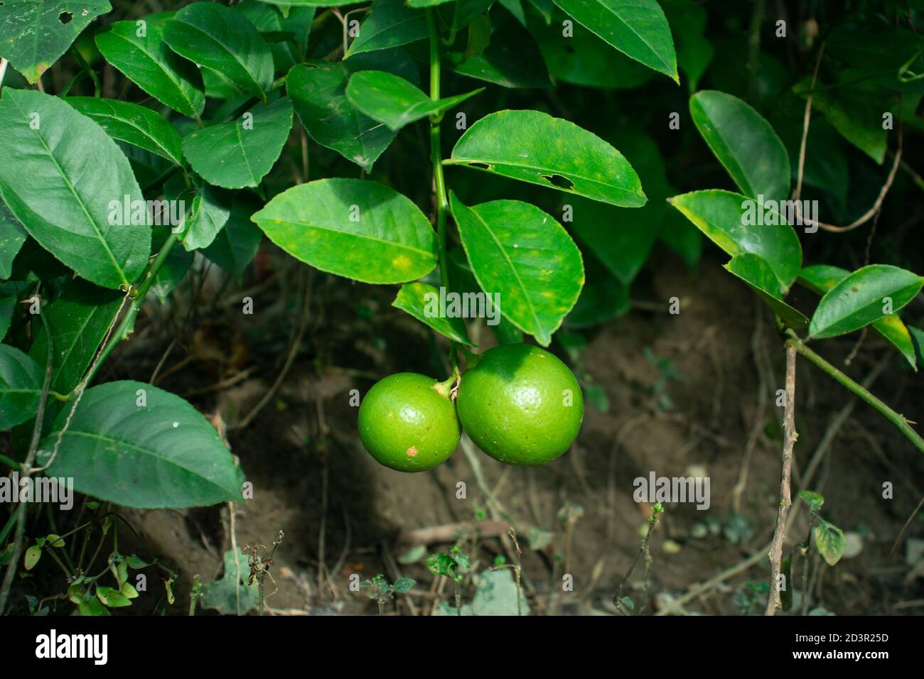 Standard lemon tree hi-res stock photography and images - Alamy