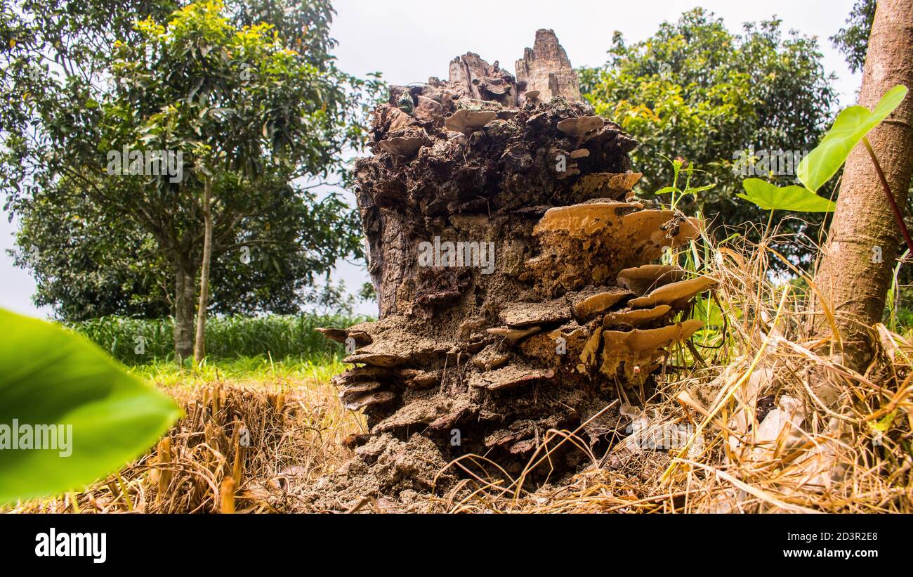 Tree roots crack hi-res stock photography and images - Alamy