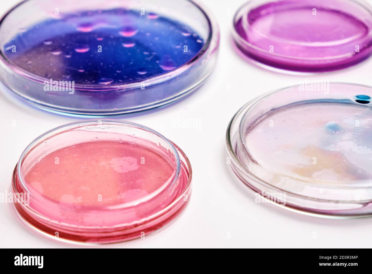 Pink, blue and transparent agar media in Petri dishes for grafting ...