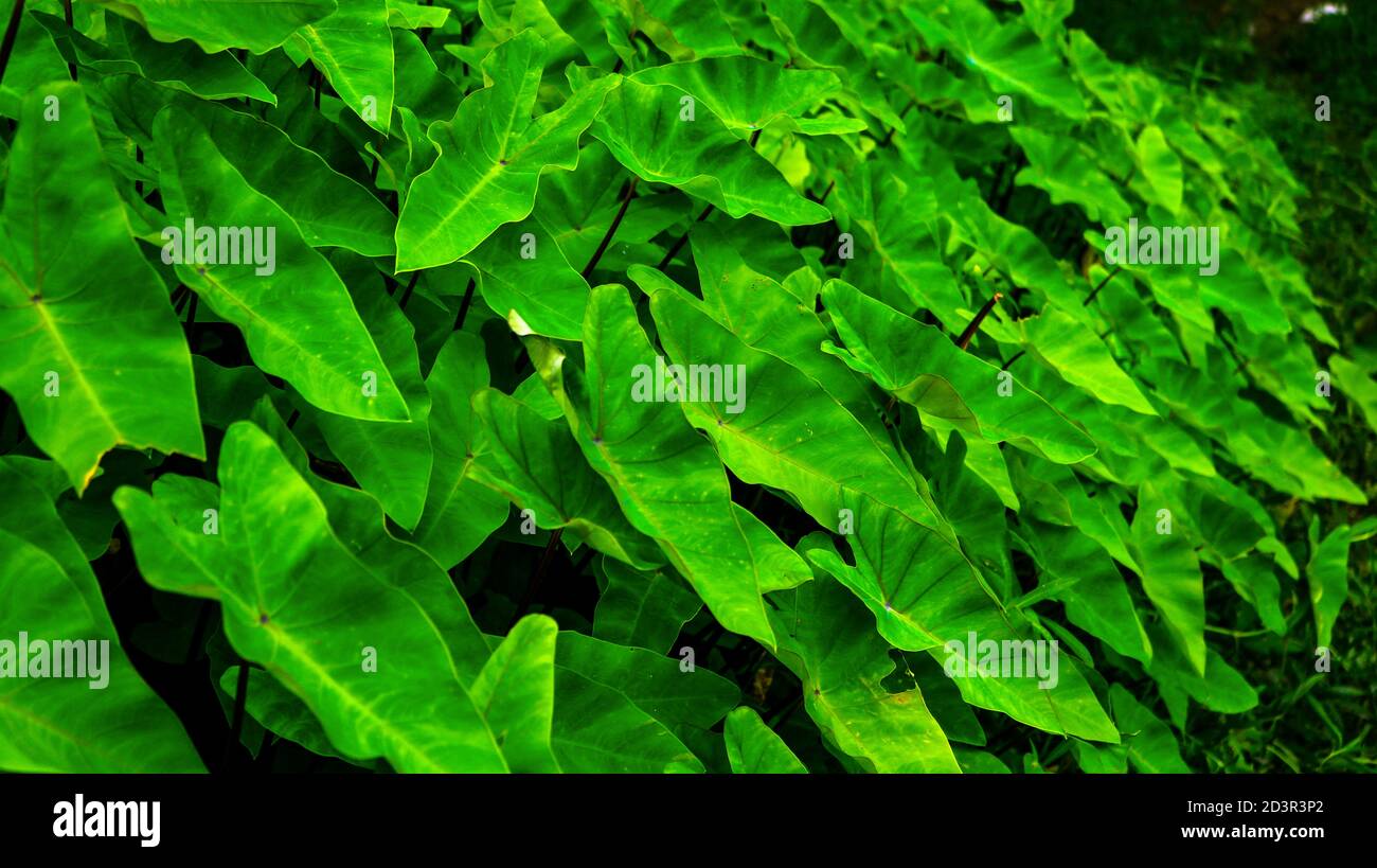 Kalo patch hi-res stock photography and images - Alamy