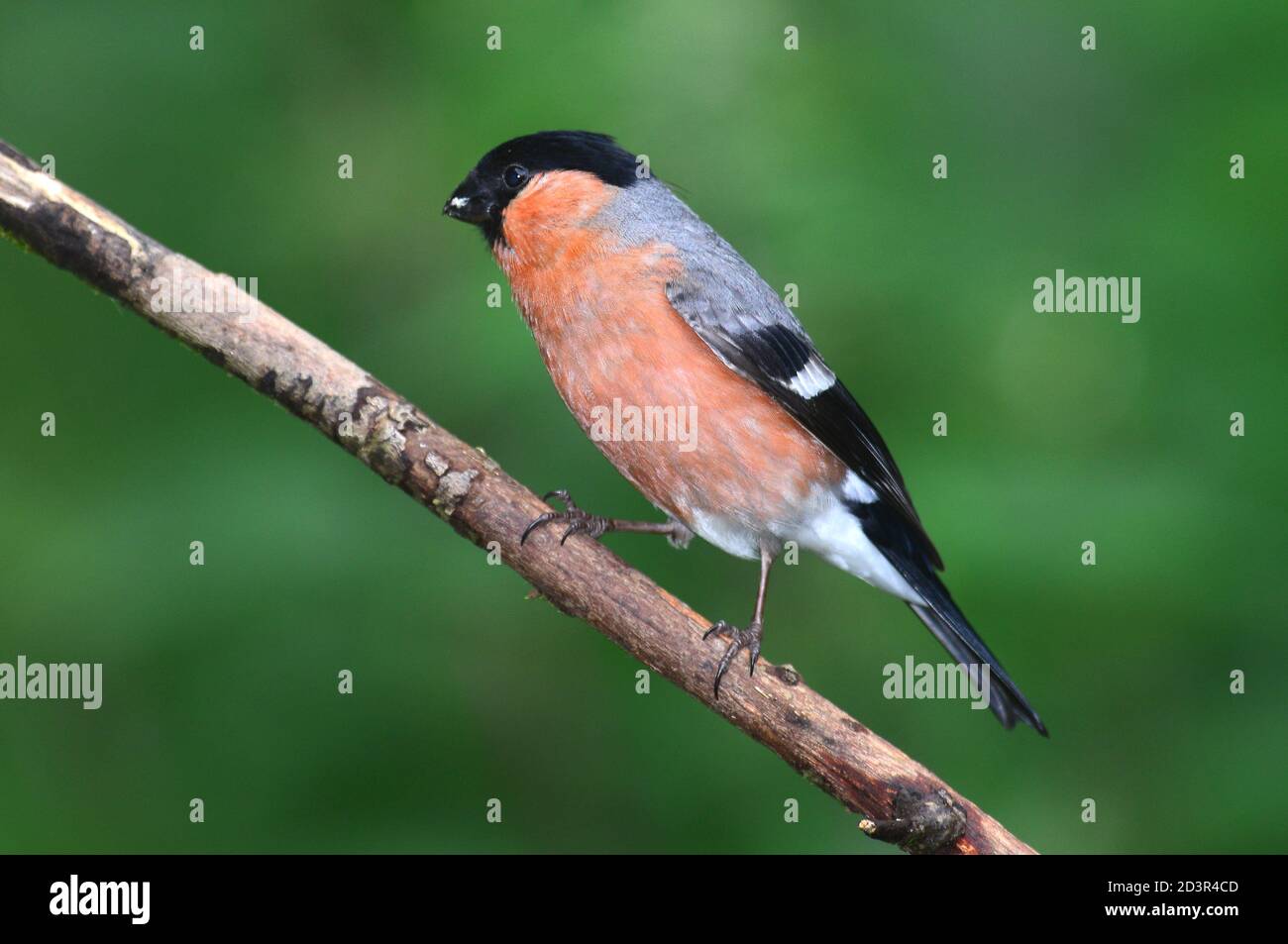 Eurasian bull finch hi-res stock photography and images - Alamy