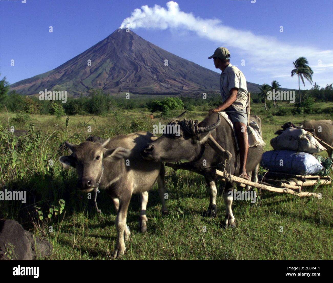 Carabao Cart High Resolution Stock Photography and Images - Alamy