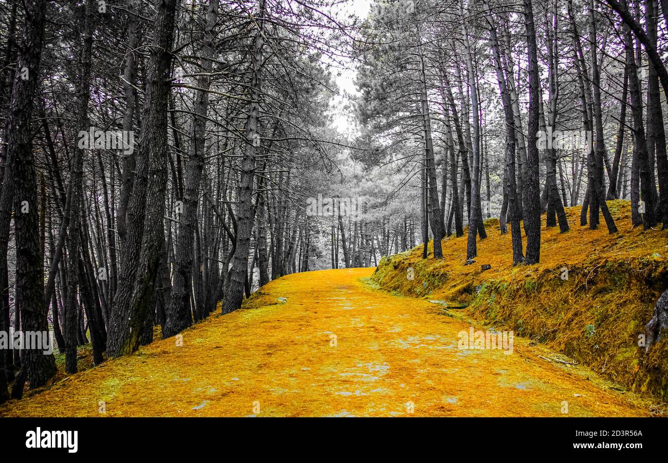 A yellow path in the middle of a colorless forest Stock Photo - Alamy