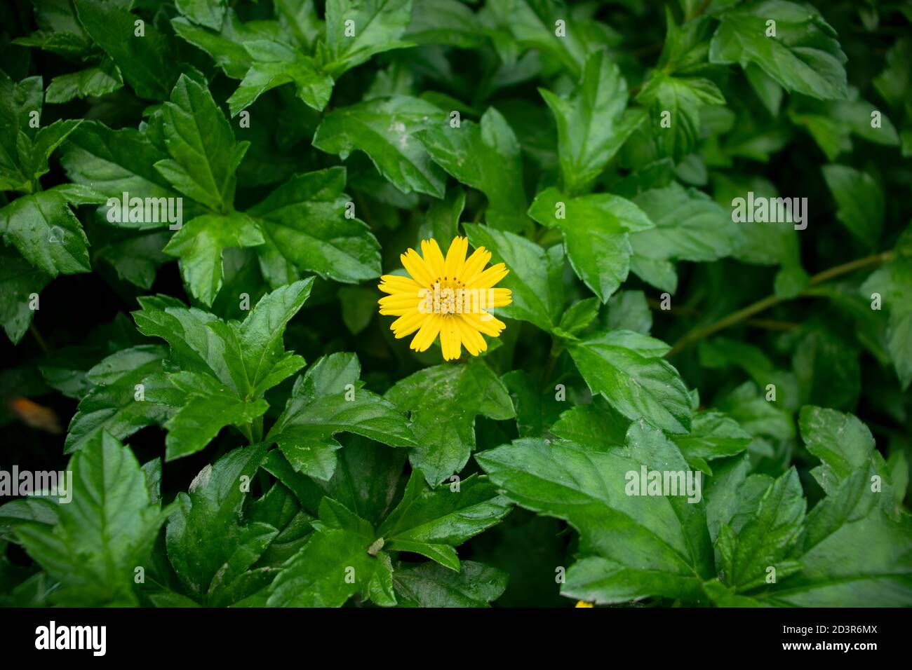 Beautiful single flower hi-res stock photography and images - Alamy
