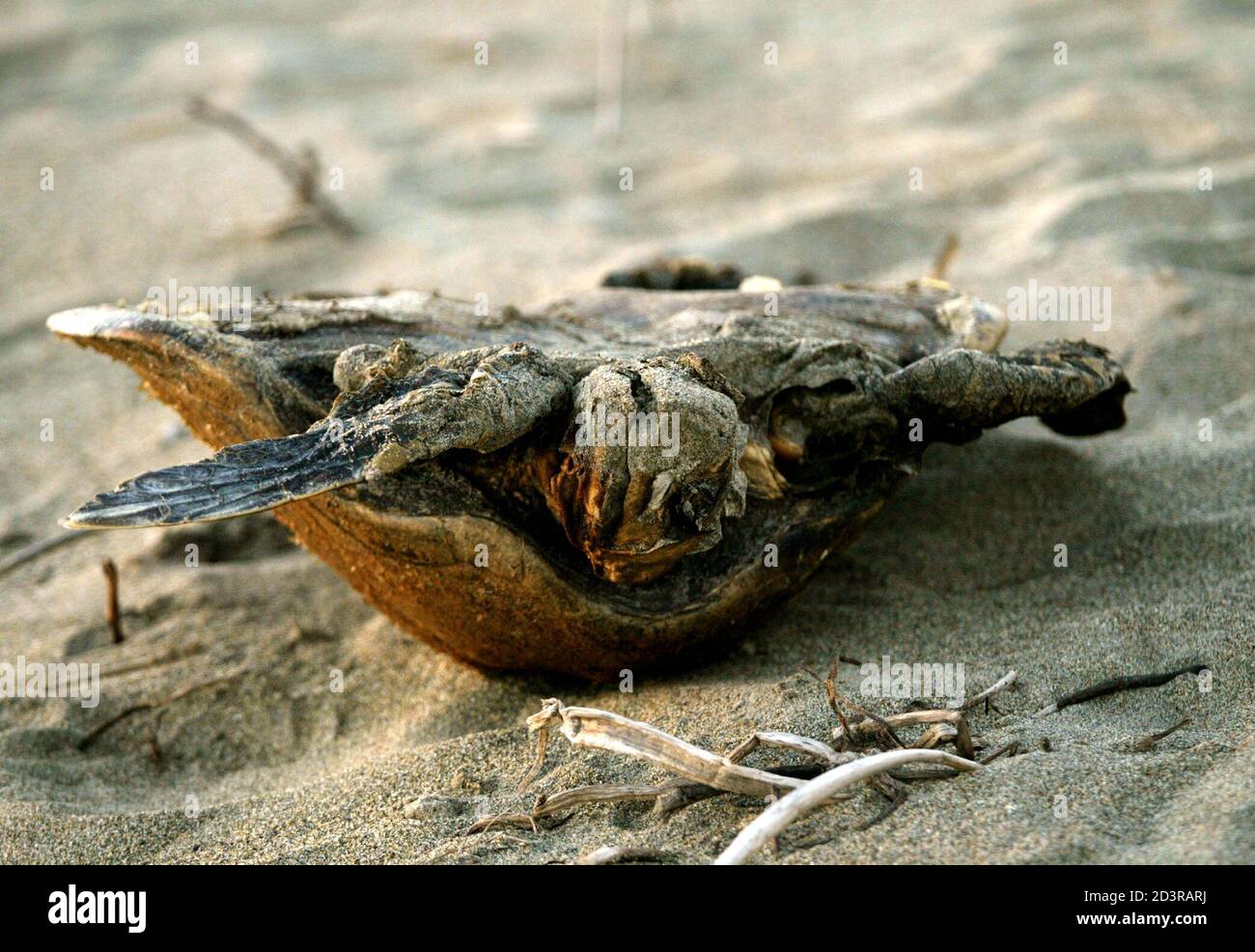 Hunting For Sea Turtles High Resolution Stock Photography and Images ...