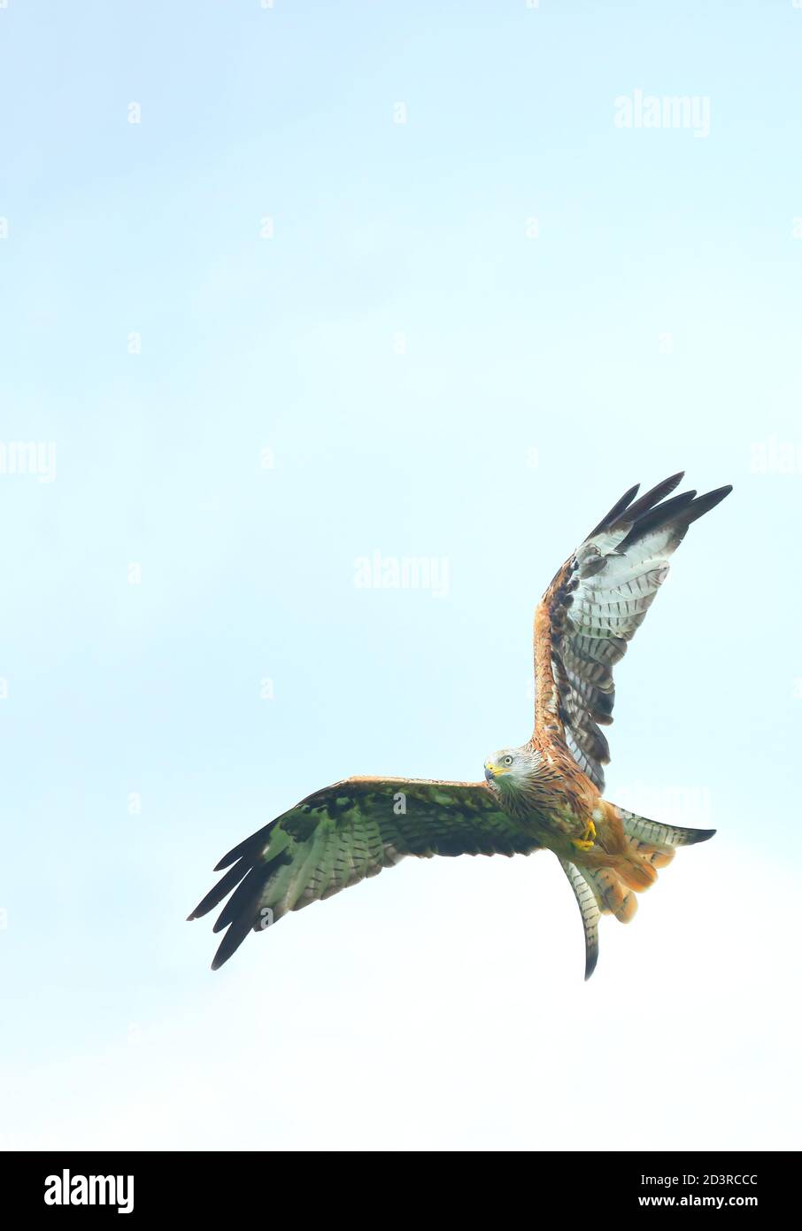 Red Kite (Milvus milvus) in flight while feeding at Gigrin farm feeding ...
