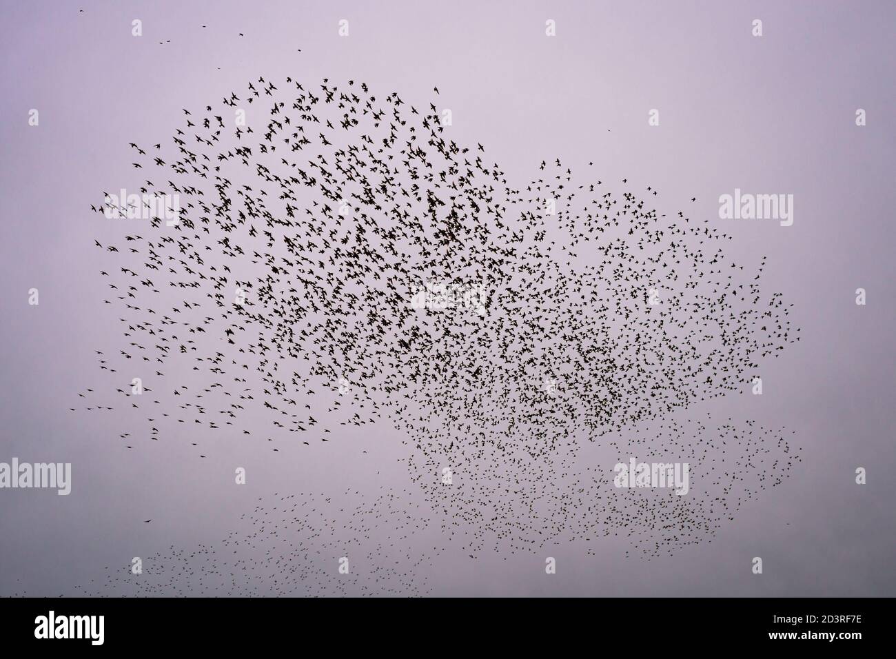 Swarm of starlings forming a pattern in the sky Stock Photo - Alamy