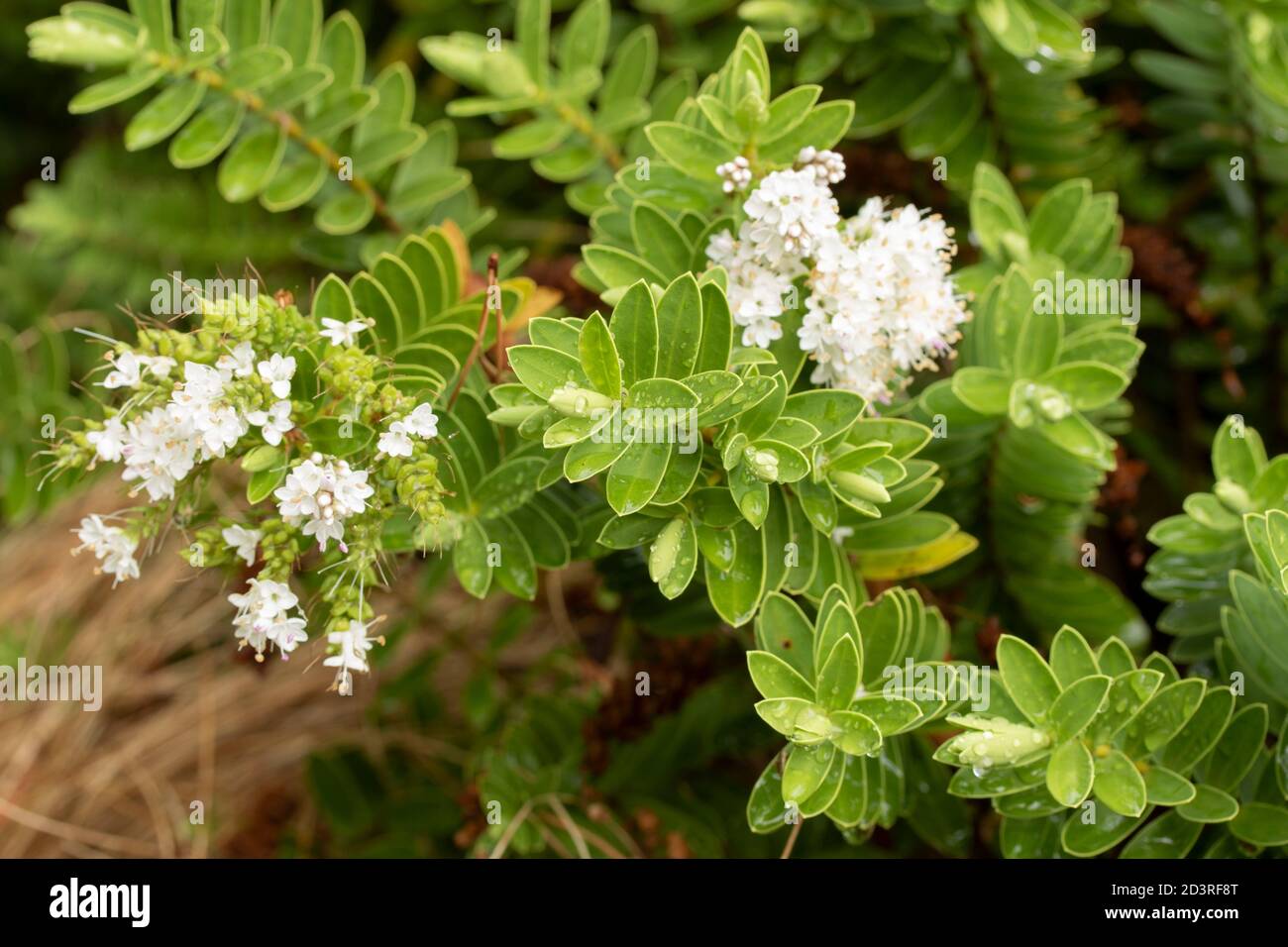Wiri mist hi-res stock photography and images - Alamy