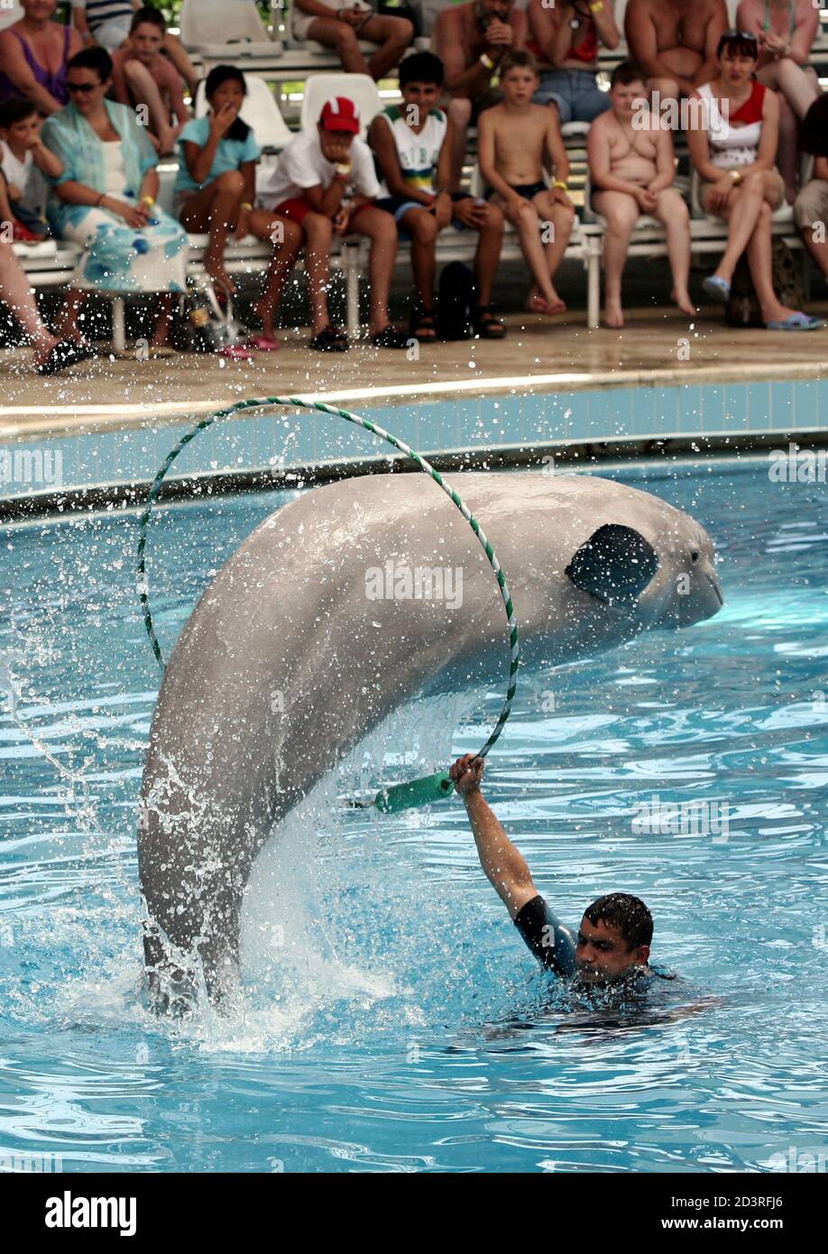 Beluga whale show hi-res stock photography and images - Alamy