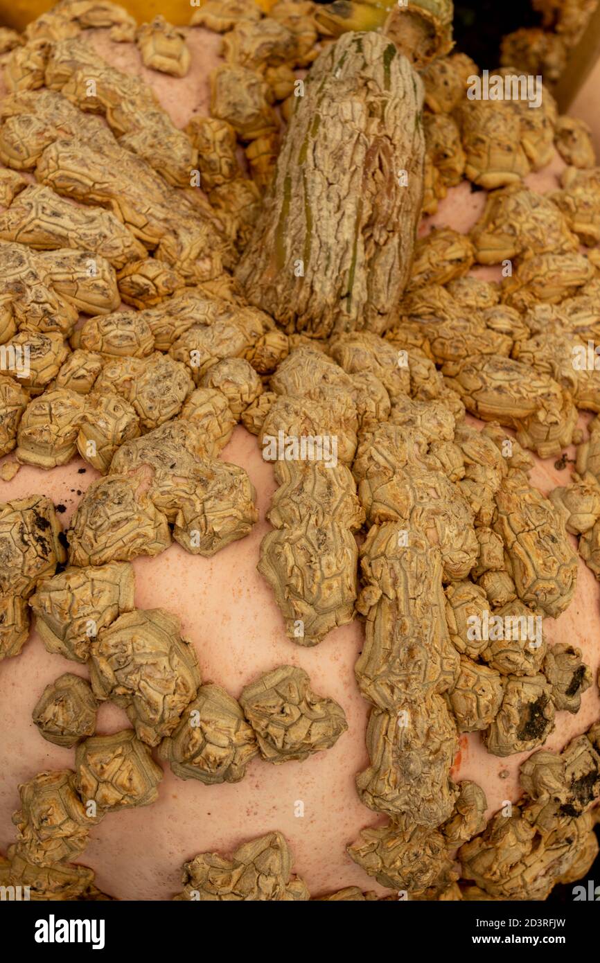 Galeux hi-res stock photography and images - Alamy