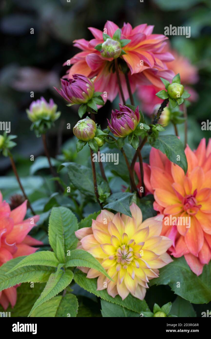Dahlia Firepot, dazzling fiery blooms in sunshine after a shower of ...