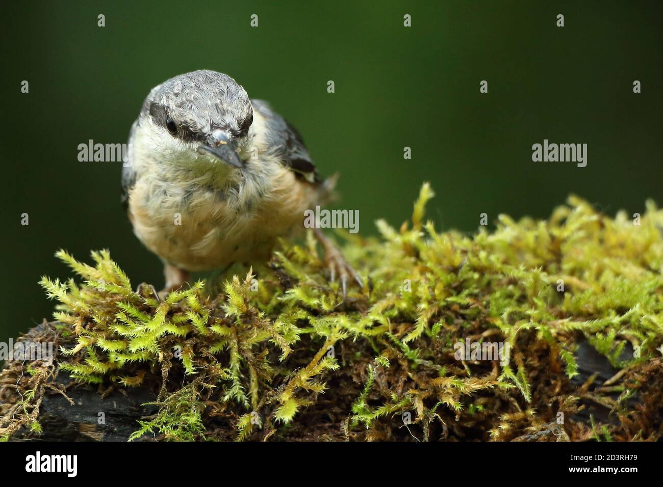 The juvenile Eurasian Nuthatch ( Sitta Europaea ) perched in woodland ...