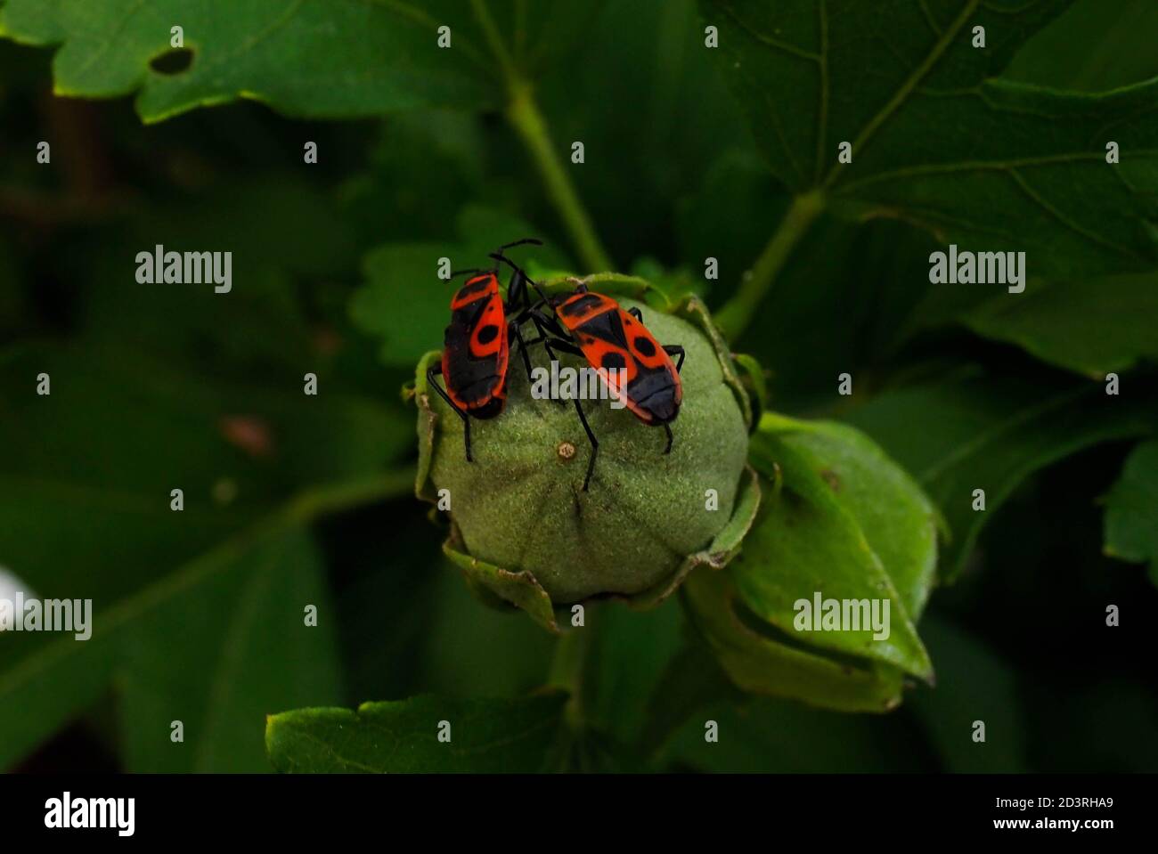 Black insects hi-res stock photography and images - Alamy