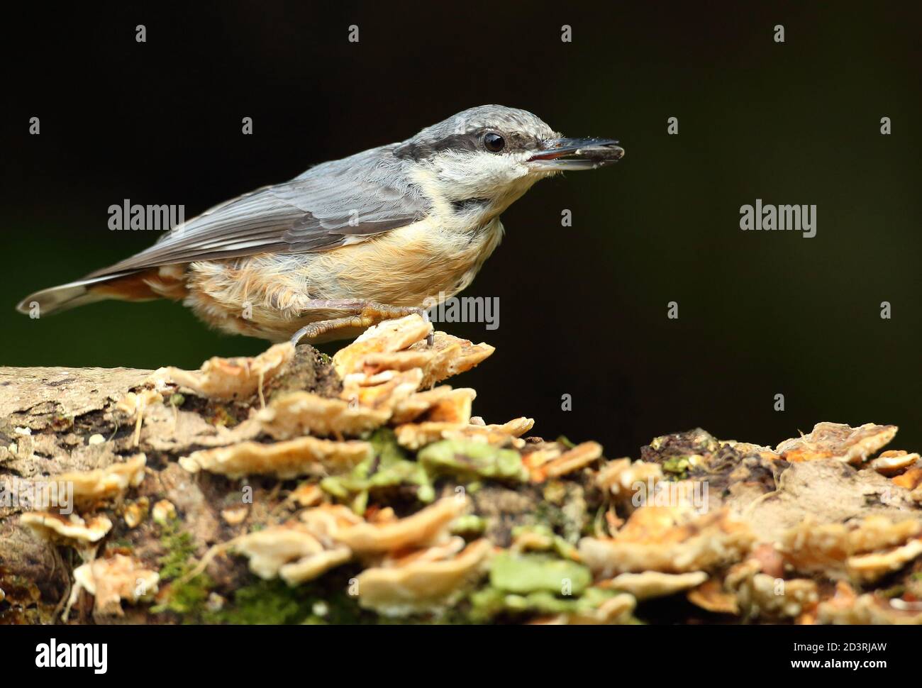 The juvenile Eurasian Nuthatch ( Sitta Europaea ) perched in woodland ...