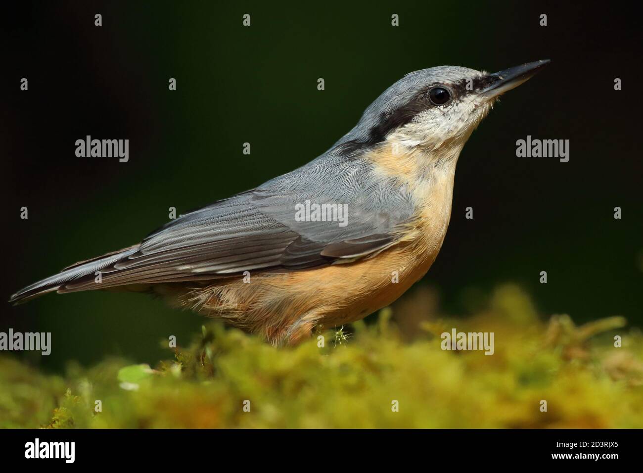 Image of a Eurasian Nuthatch ( Sitta Europaea ) perched in typical ...