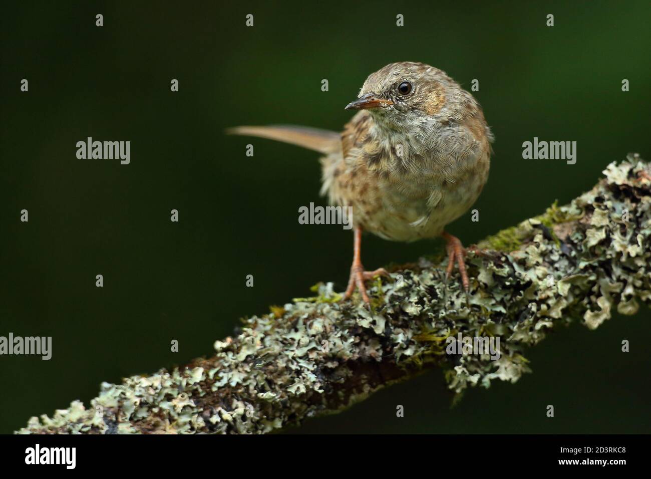 Prunella modularis mating hi-res stock photography and images - Alamy