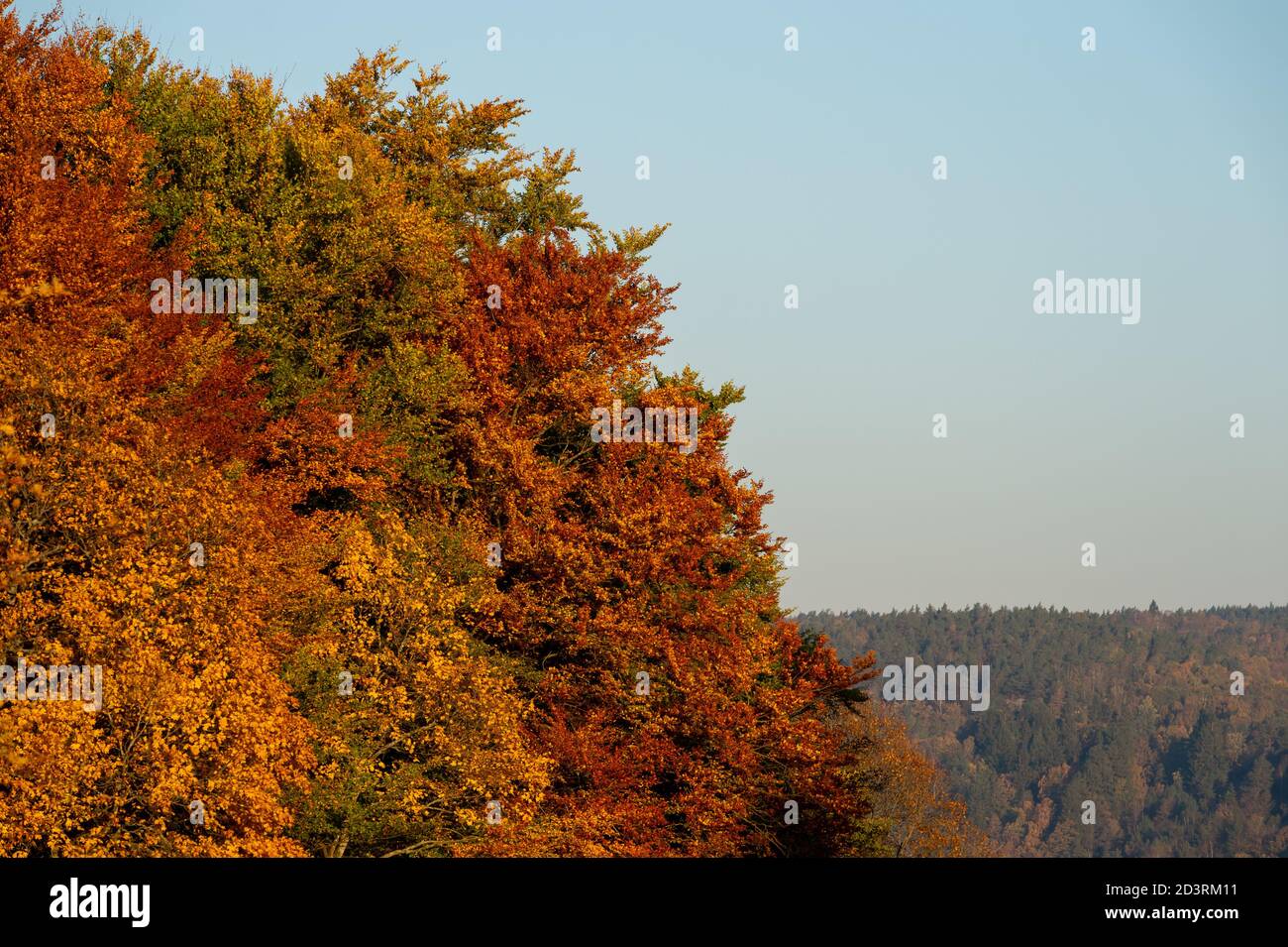Autumn landscape with colorful foliage in Sweden Stock Photo - Alamy