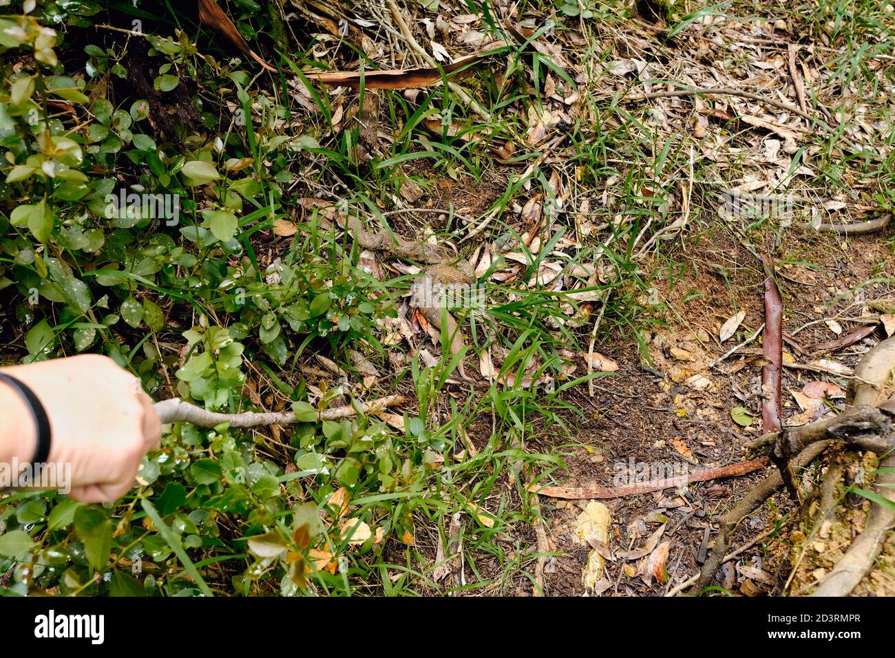 A close encounter with a deadly Puff Adder snake (Bitis arietans) next ...