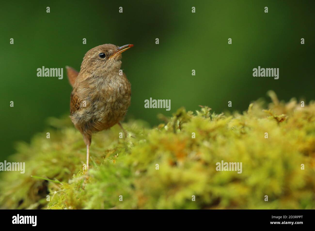 Wren Bird Uk High Resolution Stock Photography and Images - Alamy