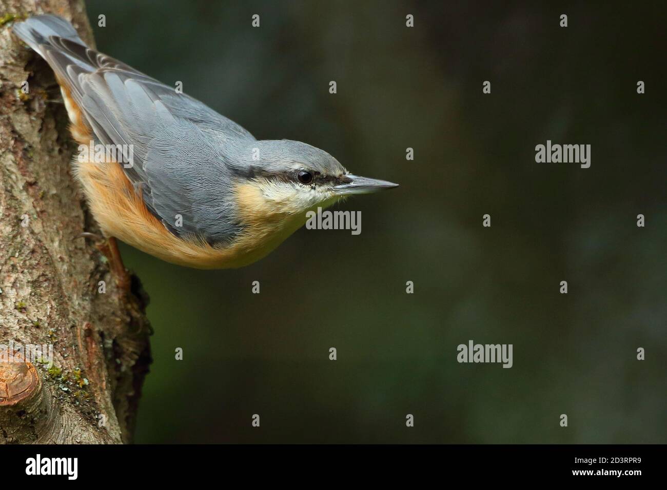 Image of a Eurasian Nuthatch ( Sitta Europaea ) perched in typical ...