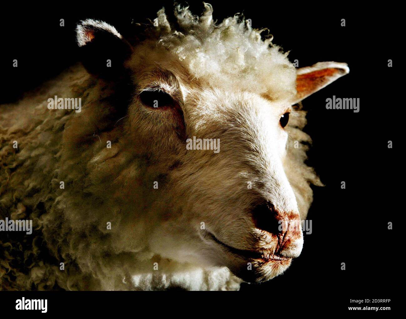 Dolly the sheep museum hi-res stock photography and images - Alamy