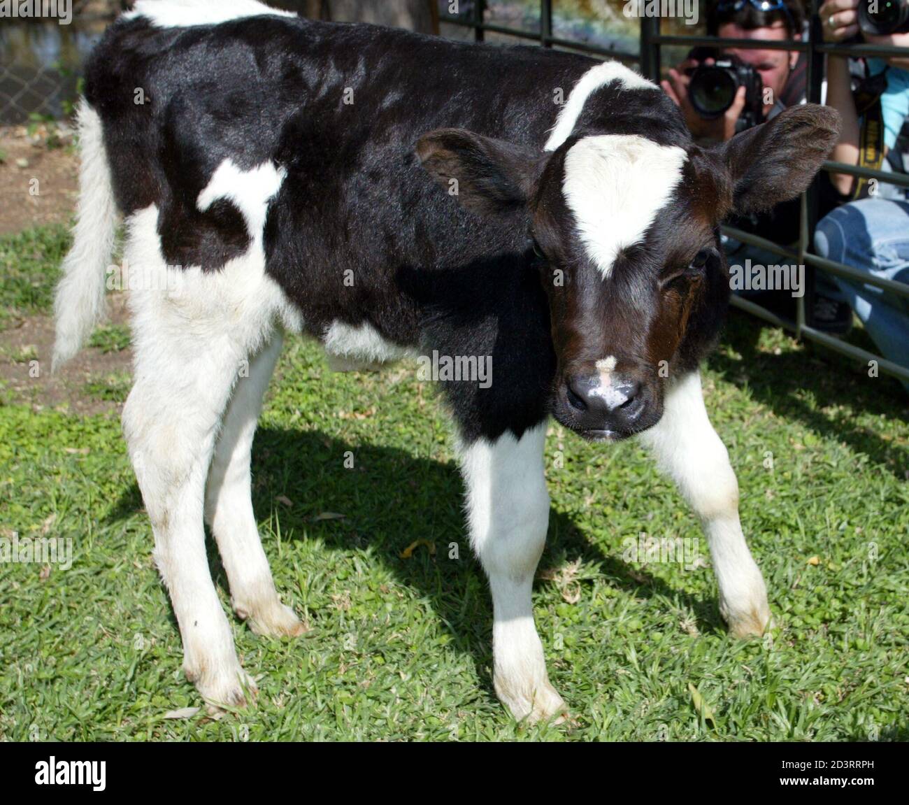 Cloned cow hi-res stock photography and images - Alamy