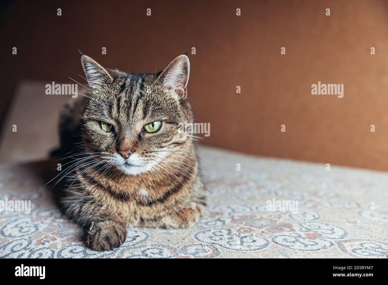 Funny portrait arrogant short-haired domestic tabby cat relaxing at ...