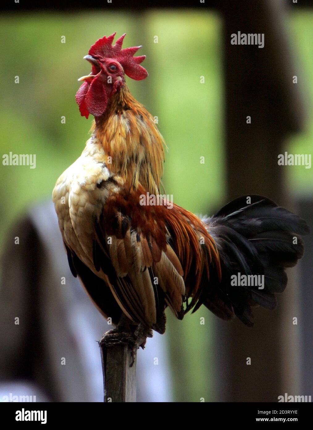 Rooster Crows High Resolution Stock Photography and Images - Alamy