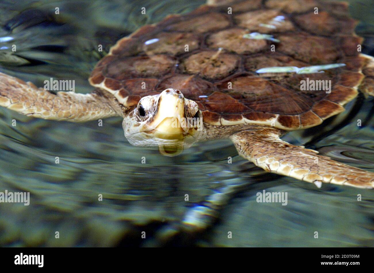 Fossils of sea turtles hi-res stock photography and images - Alamy