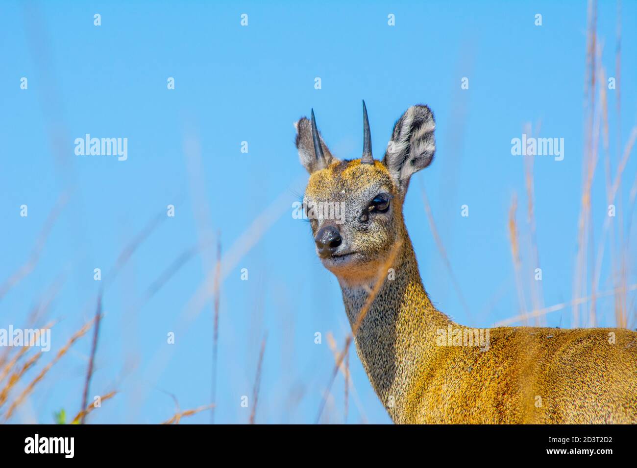 Klipspringer Tourism High Resolution Stock Photography And Images Alamy
