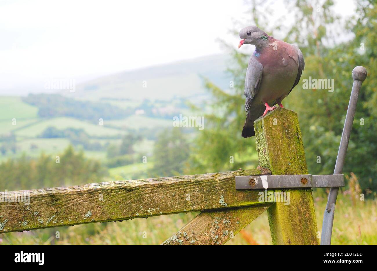 Wide bird image hi-res stock photography and images - Alamy