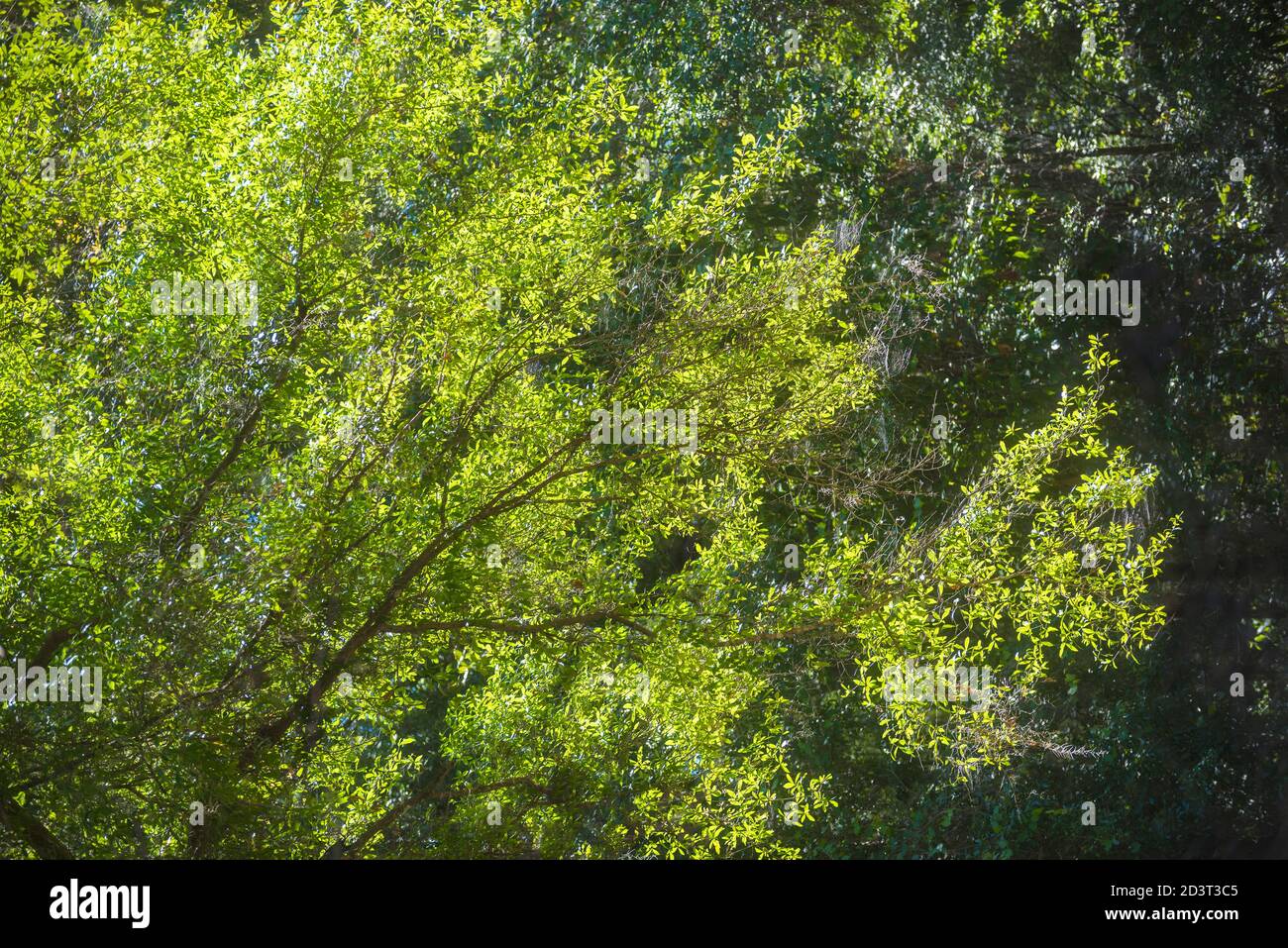 Seasons springtime hi-res stock photography and images - Alamy