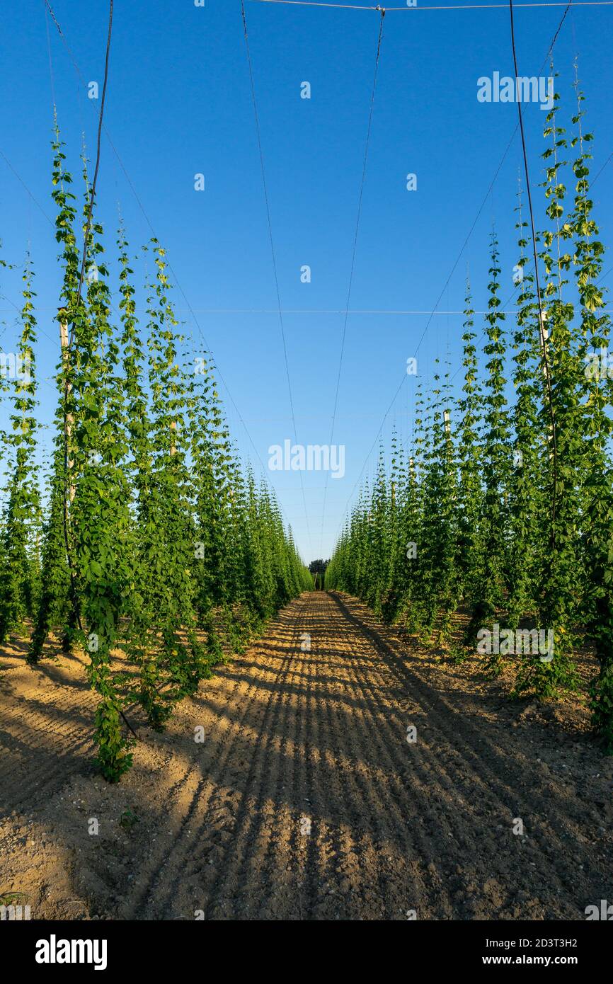 Green hops field. Fully grown hop bines. Hops field in Bavaria Germany ...