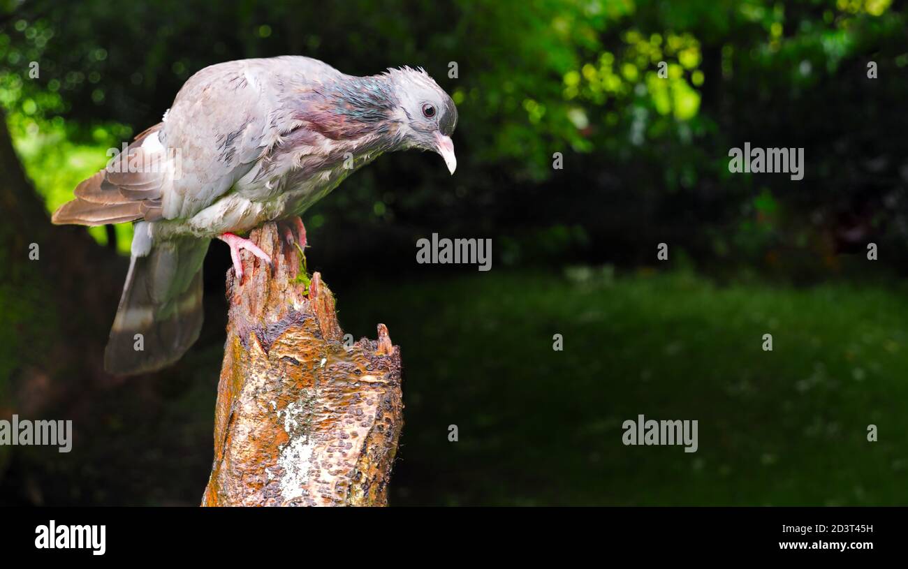 Valley of the doves High Resolution Stock Photography and Images - Alamy