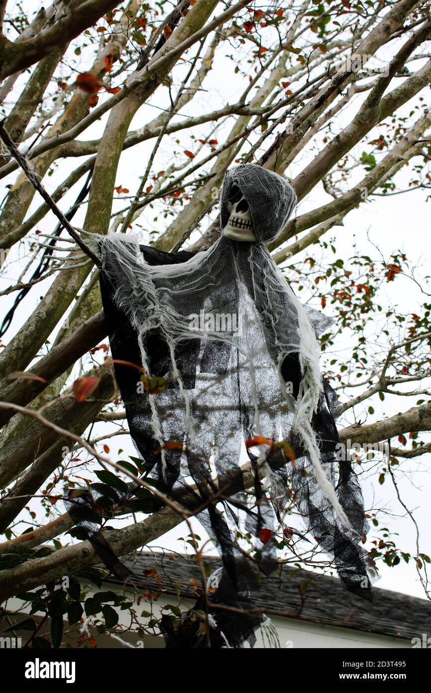 Wispy Branches High Resolution Stock Photography and Images - Alamy