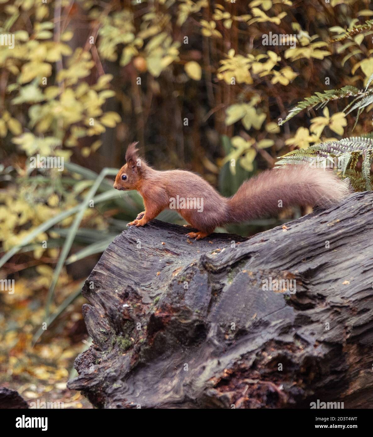 Kit red squirrel hi-res stock photography and images - Alamy
